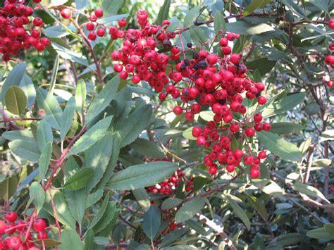 Online Plant Guide Heteromeles Arbutifolia Toyon Christmas Berry