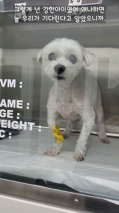 강아지별에 있을 금동이에게 무지개다리 강아지 편지 Youtube