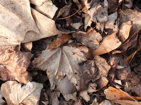 Premium Photo Lady Bug On The Leave