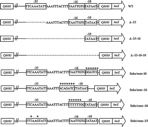 Schematic Representation Of The Mutant Constructs Wt Represent
