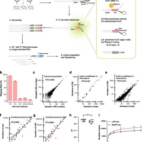 comparison between last seq and cel seq a experimental schematic to