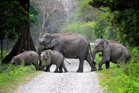 19 Famous Wildlife Sanctuaries In India To Visit In 2025