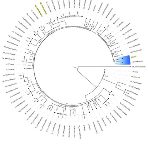 Whole Genome Snp Based Phylogenetic Tree Showing The Relationship Download Scientific Diagram
