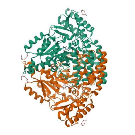 Rcsb Pdb 9hrh Human Holo Aromatic L Amino Acid Decarboxylase Aadc