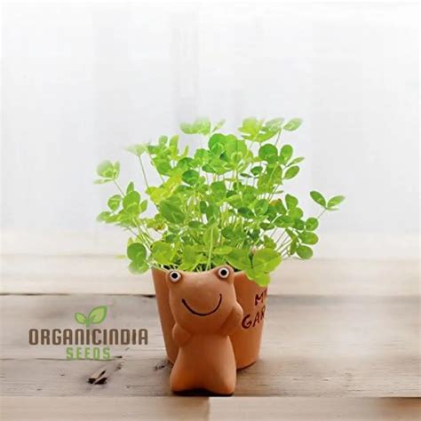 New Fresh 30pcs Green Clover Plant Seeds