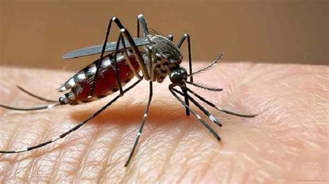 ¿qué Es El Chikungunya El Virus Que Se Propaga Actualmente En El Sur