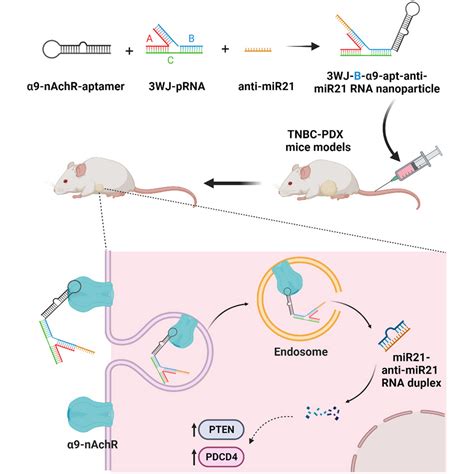 Tumor targeting and therapeutic assessments of RNA nanoparticles carrying α nAChR aptamer and