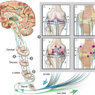 Schematic Diagram Of The Interactions Between Neural Peripheral And