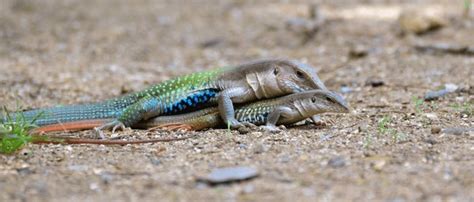 6 個「bosque Seco Ecuatorial Del Perú」相關素材，包含圖片、庫存照片、3d 物體和向量圖 Shutterstock