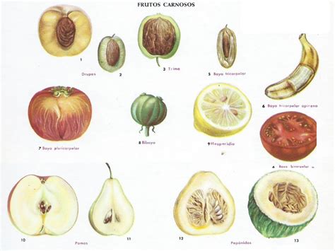 Tipos De Frutos Carnosos Dominio Agrícola