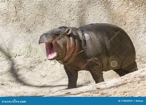 Newborn Pygmy Hippo