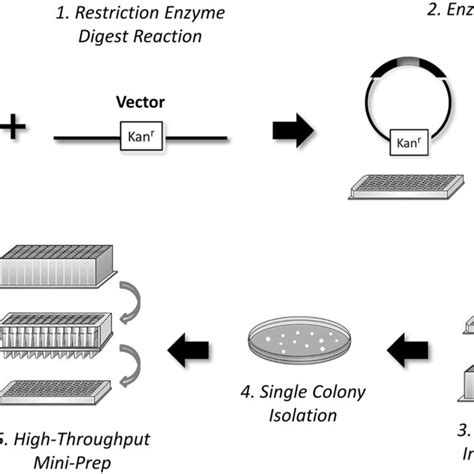 Overview Of High Throughput Synthesis Of Ab Dna Clones In Step 1