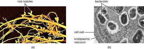 Prokaryote Habitats Relationships And Microbiomes · Microbiology