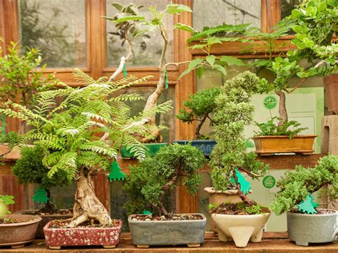 Bonsai Tree