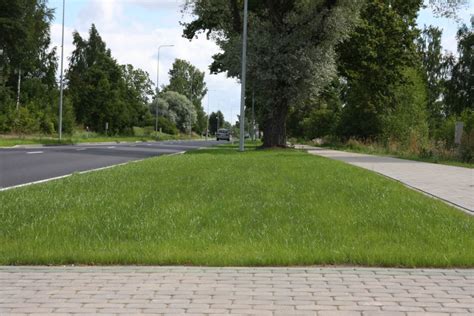 Zāliena Sēklas Tiem Kas Pirmoreizi Sēs Un Profesionāļiem