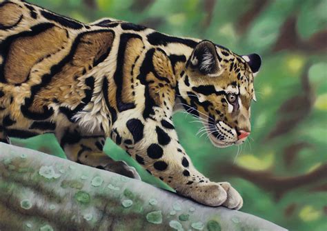 Download Clouded Leopard In Habitat  Wallpaper