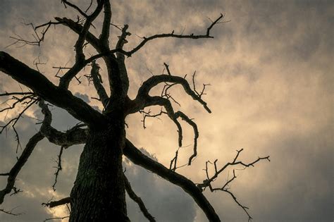 Tree Shaking Vs Dead Code Elimination What Every Developer Should Know