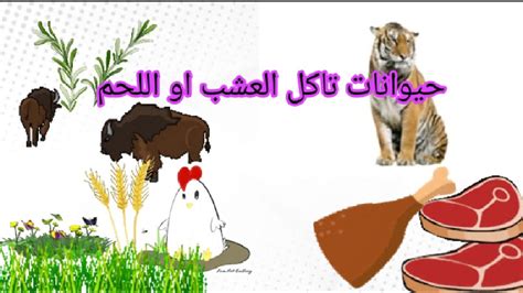 هل تعرفون الحيوانات التي تأكل العشب والتي تأمل اللحم ساعد طفلك على