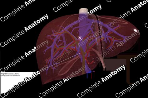 Right Hepatic Artery Complete Anatomy