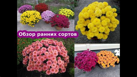 Хризантема мультифлора. Ранние сорта, цветущие в августе. Обзор. - YouTube
