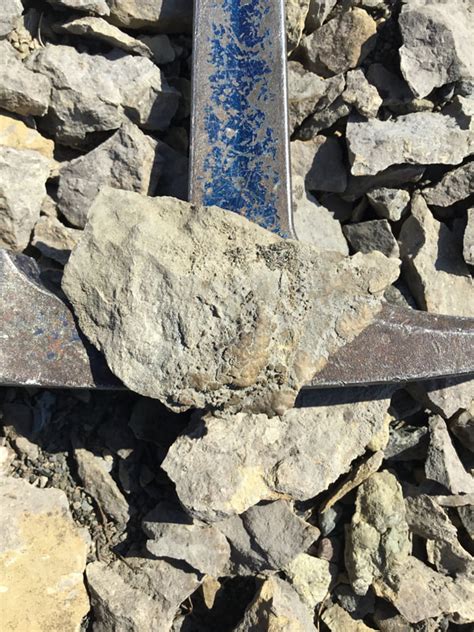 Fossils Of Manitoulin And Area Kane X Faucher