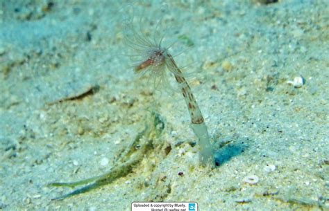 Corymorpha Tropica Tropic Hydroid
