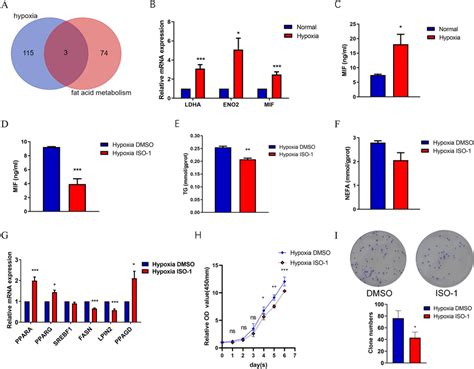 Mif May Be A Key Factor In Hypoxia Regulating Lipid Metabolism A Venn Download Scientific