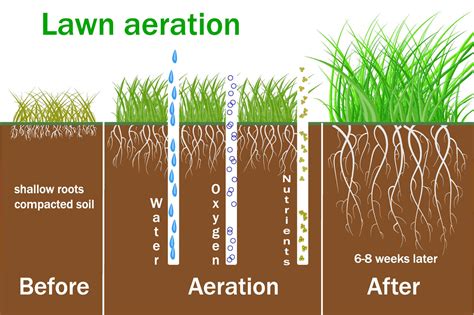 Aerate Your Lawn Starting At 29 Lawn Love