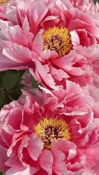 Дендроферма Бережнюків Скумпія — це неймовірно декоративний чагарник який заворожує своїм