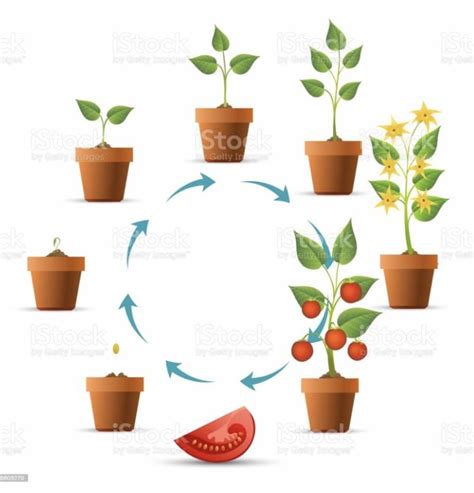 Seed Cycle Worksheet 1 Artofit
