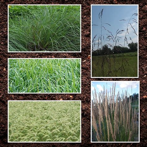 Northeast Native Grass Seed Mix American Meadows