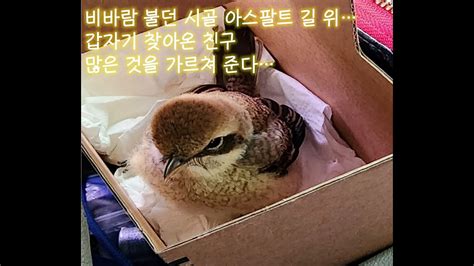 비바람이 불던 날 차가운 도로 아스팔트 한 가운데서 갑자기 찾아온 친구 Youtube