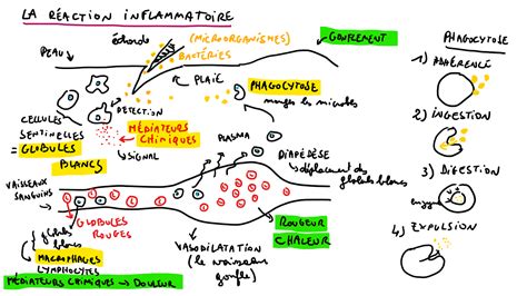 La Réaction Inflammatoire A1
