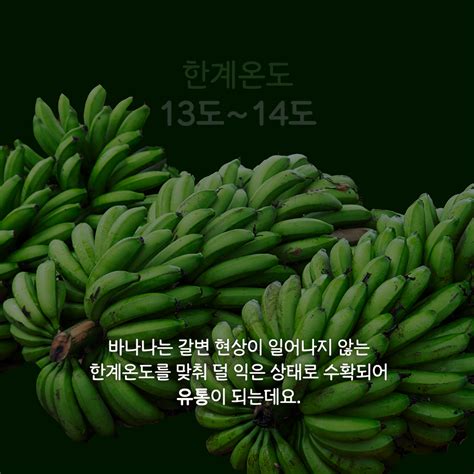 바나나는 갈색 반점이 많을수록 맛있다 네이버 포스트
