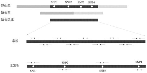 一种检测多种疾病相关基因突变类型的引物组、试剂盒和方法与流程 2