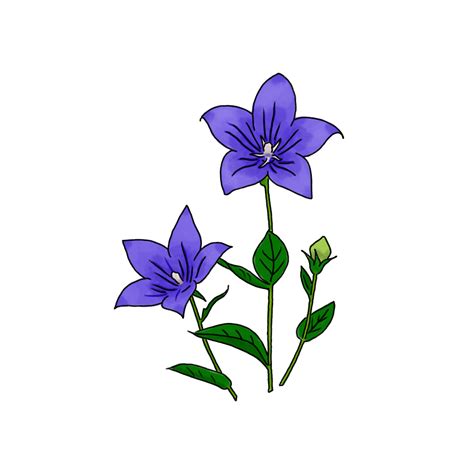 桔梗キキョウのイラスト｜フリー素材 Greenstock40