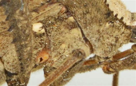 Acanthocephala Alata Bugguide Net