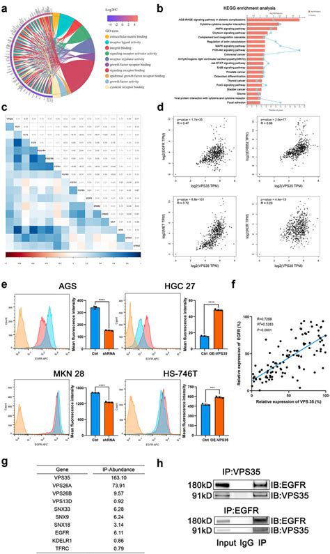Identification Of Vps35 Binding To Egfr A Gene Ontology Pathway