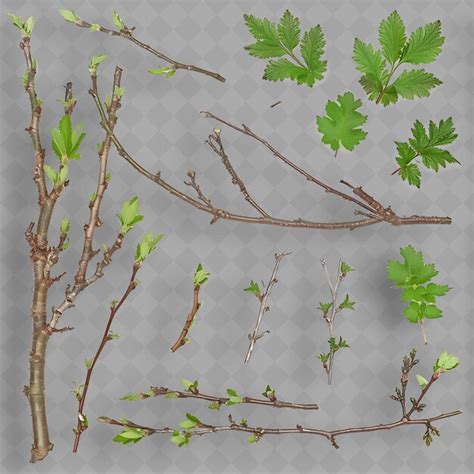 Tree Texture Birch PSD 300 High Quality Free PSD Templates For Download