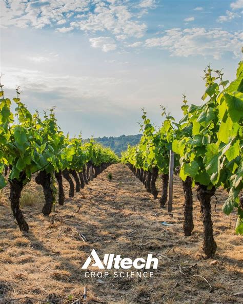 Alltech Crop Science Global Alltech Crop Science Global