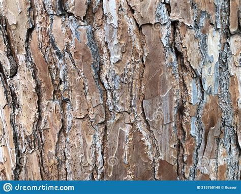 Close Up Macro Image Texture Golden Bark Tree Stock Photo Image Of Background Solid