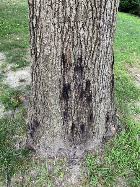 Diseased Tree Rtree