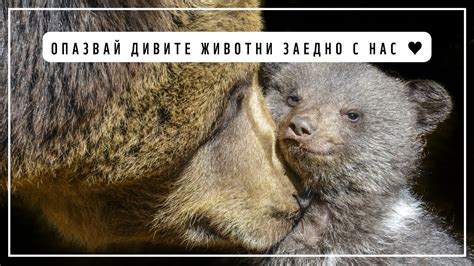 Стани закрилник на дивите животни 🐻🐾 Youtube