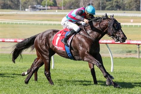 Antino Primed For 2024 Toorak Handicap Assault Au