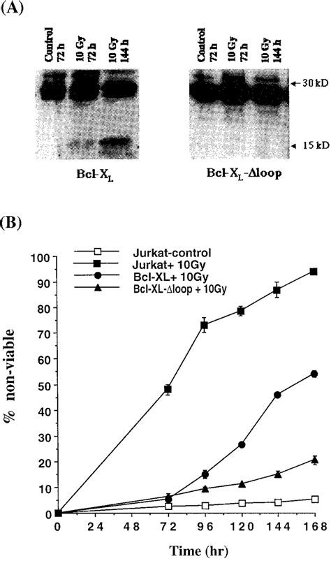 Bcl X Dloop But Not Bcl X Is Resistant To Cleavage By L L Download Scientific Diagram