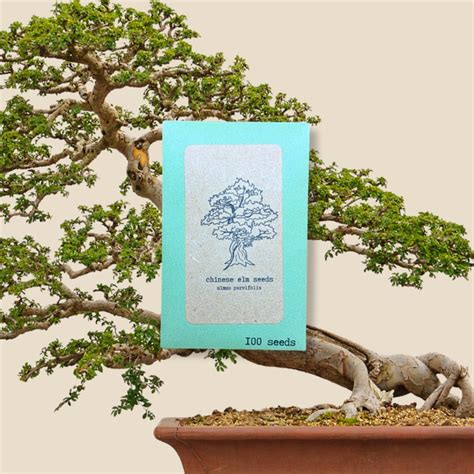 Ulmus Parvifolia ‘chinese Elm Seeds Bonsai Seeds