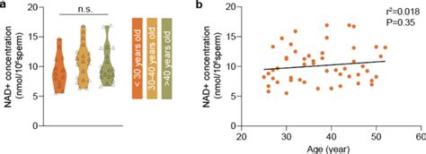 Relationship Between Intracellular NAD Levels And Age N S Not Download Scientific Diagram