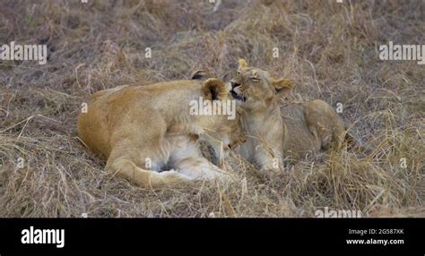 Female Lion And Cub Stock Videos Footage Hd And K Video Clips Alamy