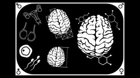 Sex Differences Its Role In Drug Addiction And New Treatments