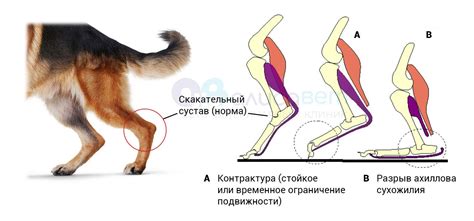 Бедро кошки - картинки и фото koshka.top